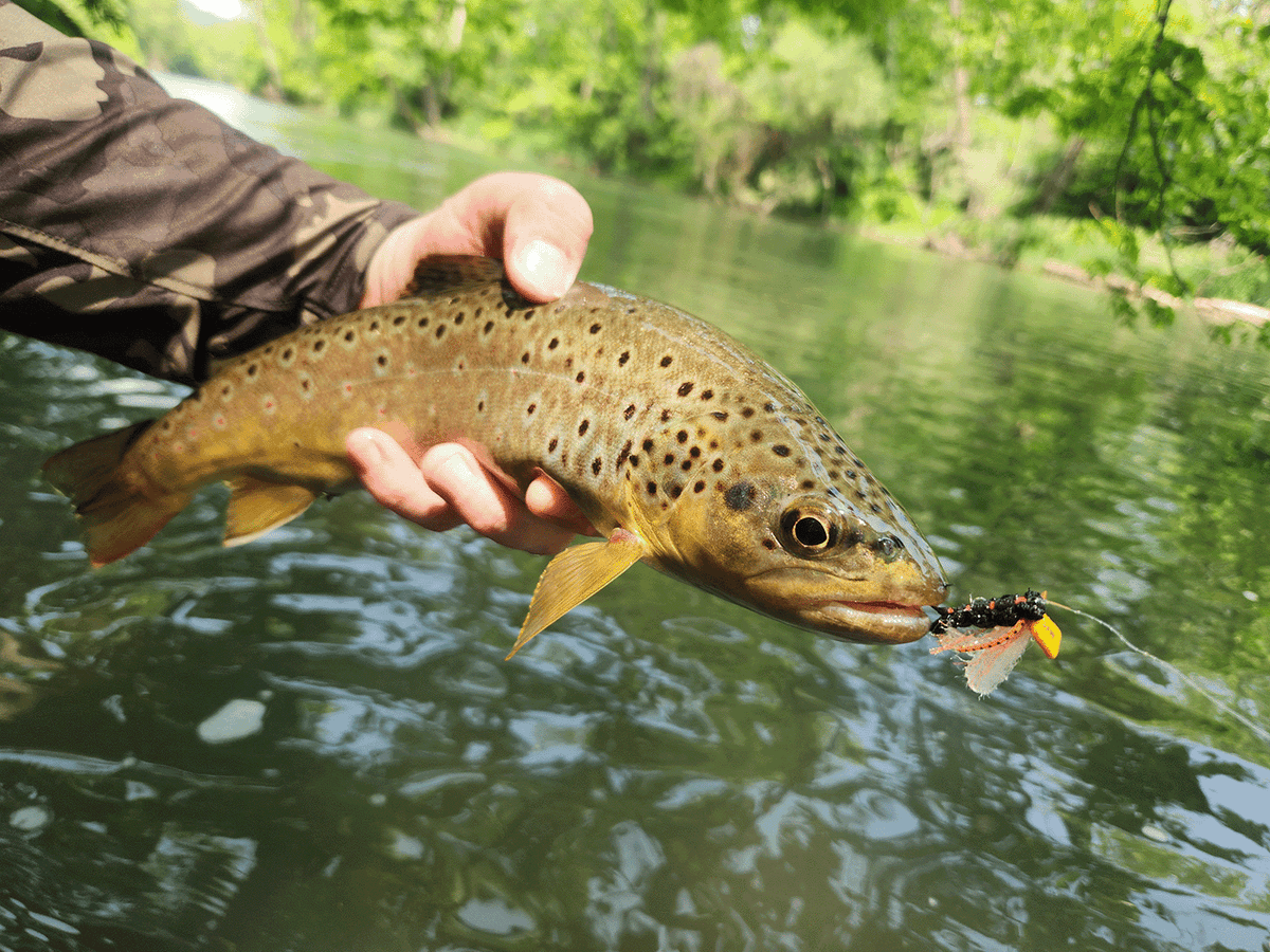 6 Quick Tips for Brood XIV — TCO Fly Shop