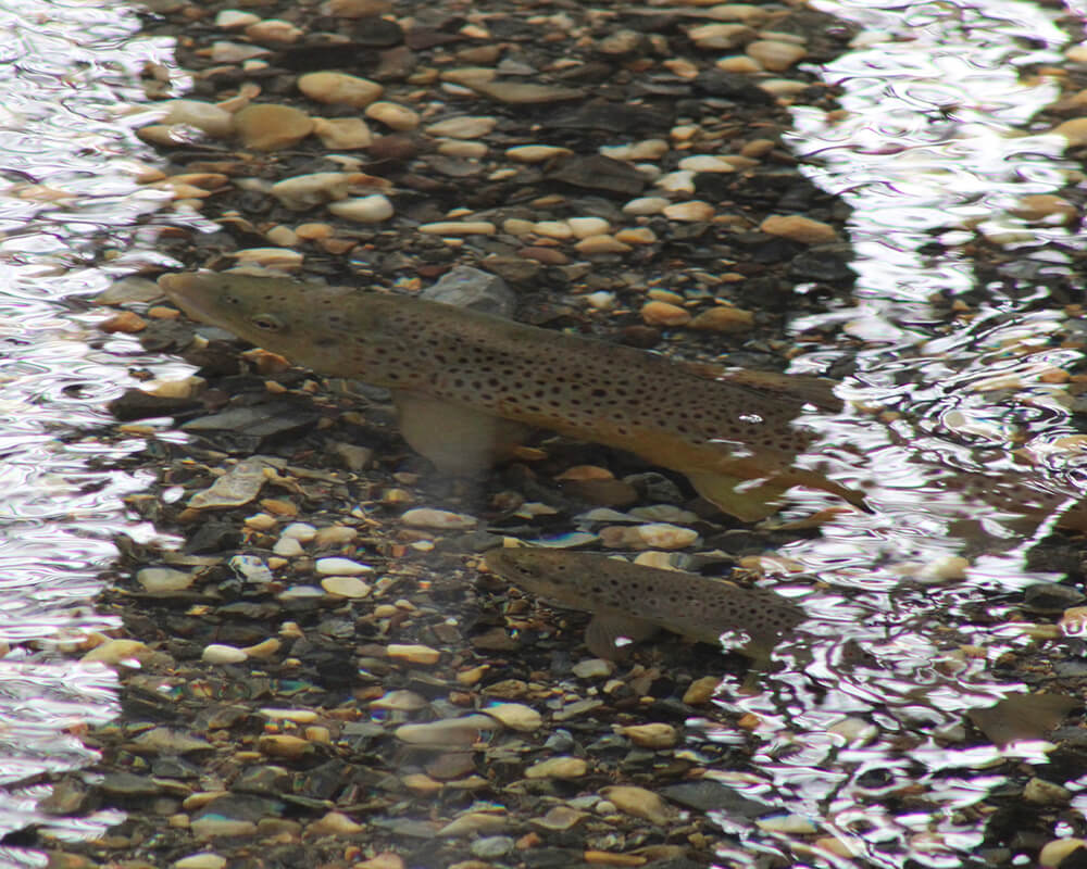 The Trout Spawn | Pennsylvania Fly Fishing