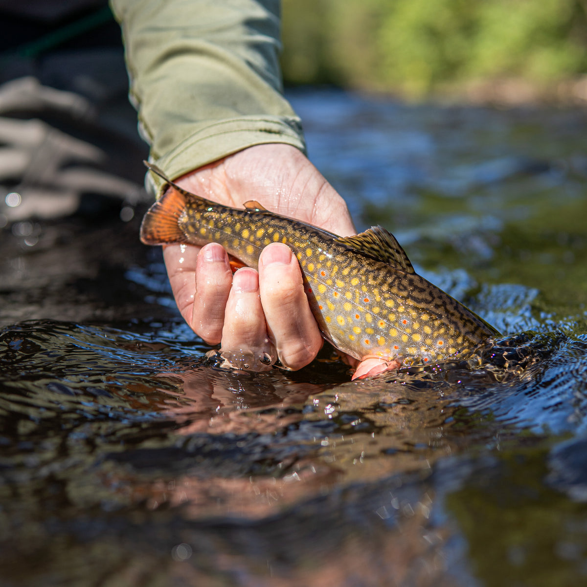 Getting Started with Fly Fishing for Trout — TCO Fly Shop