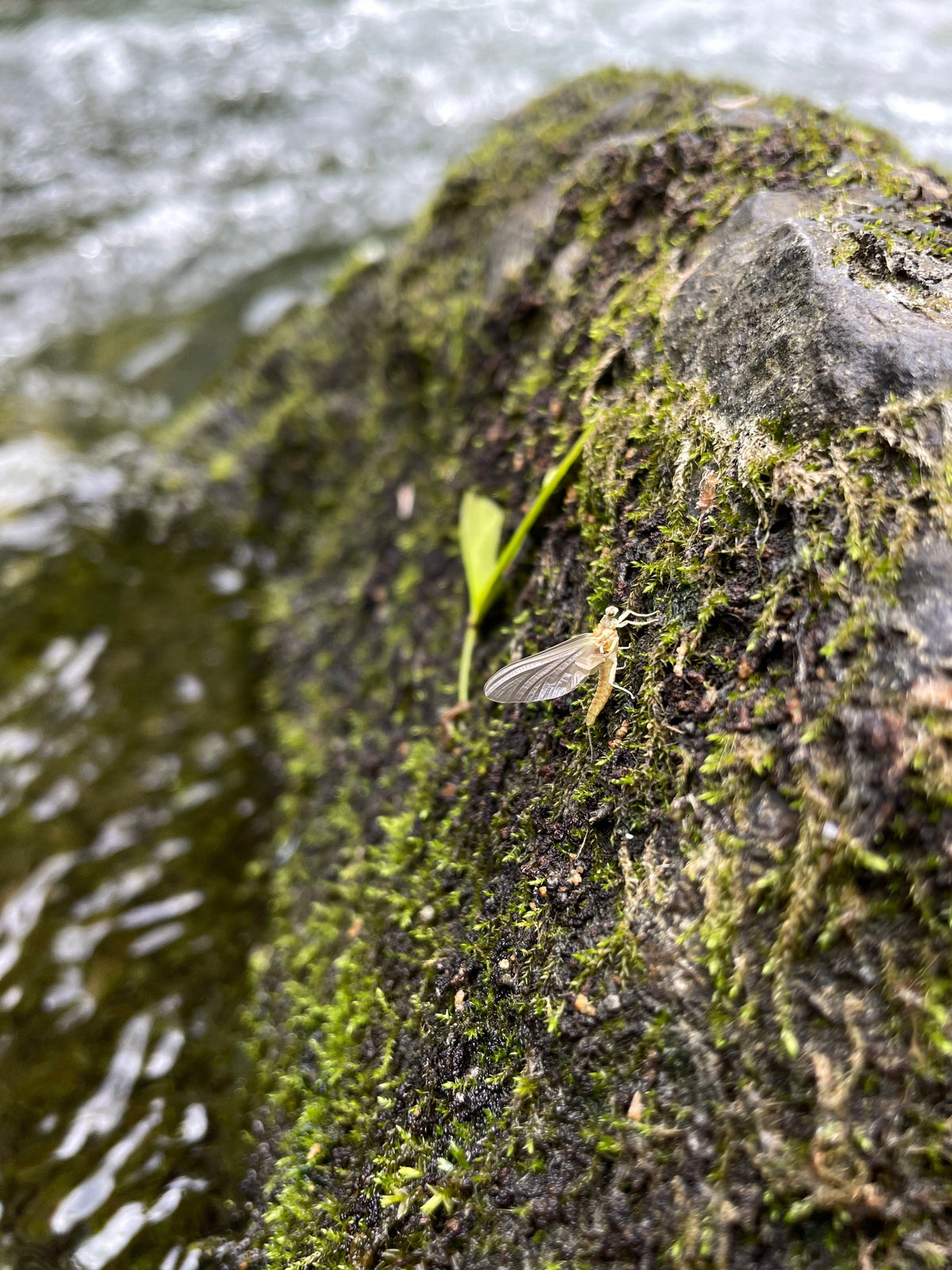 John Parisi's Top 5 Sulphur Patterns — TCO Fly Shop