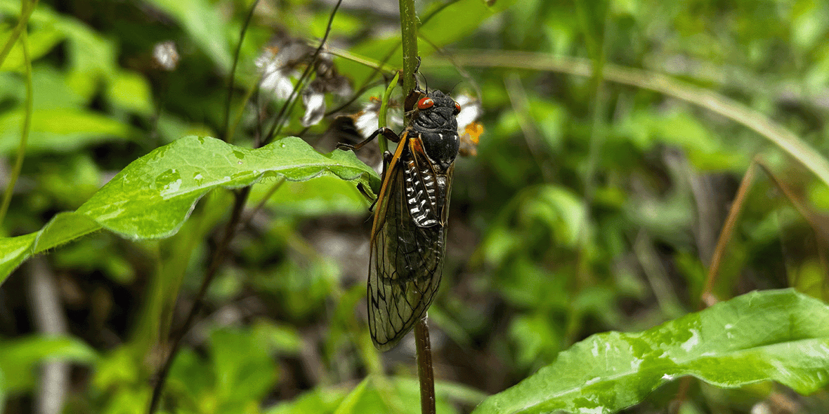 Brood XIV Cicada Fly Fishing Report — TCO Fly Shop