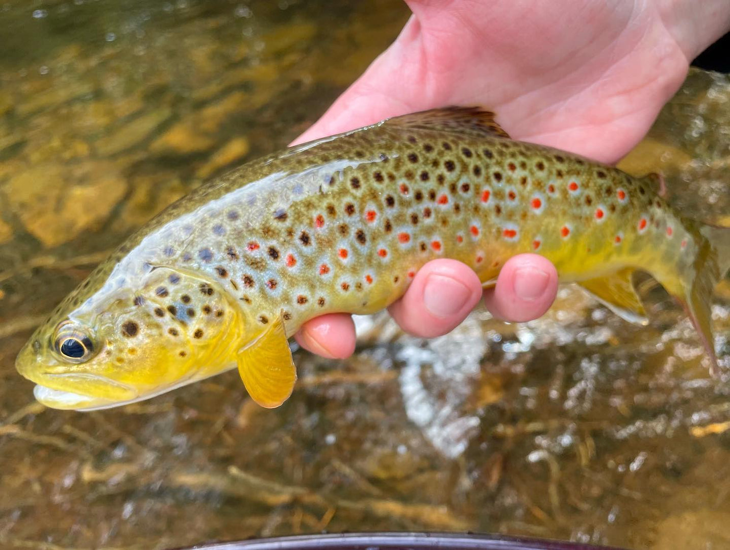Little Juniata River Stream Report — TCO Fly Shop