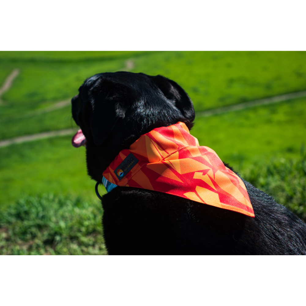 Wingo Outdoors Bernie Dog Bandana — TCO Fly Shop